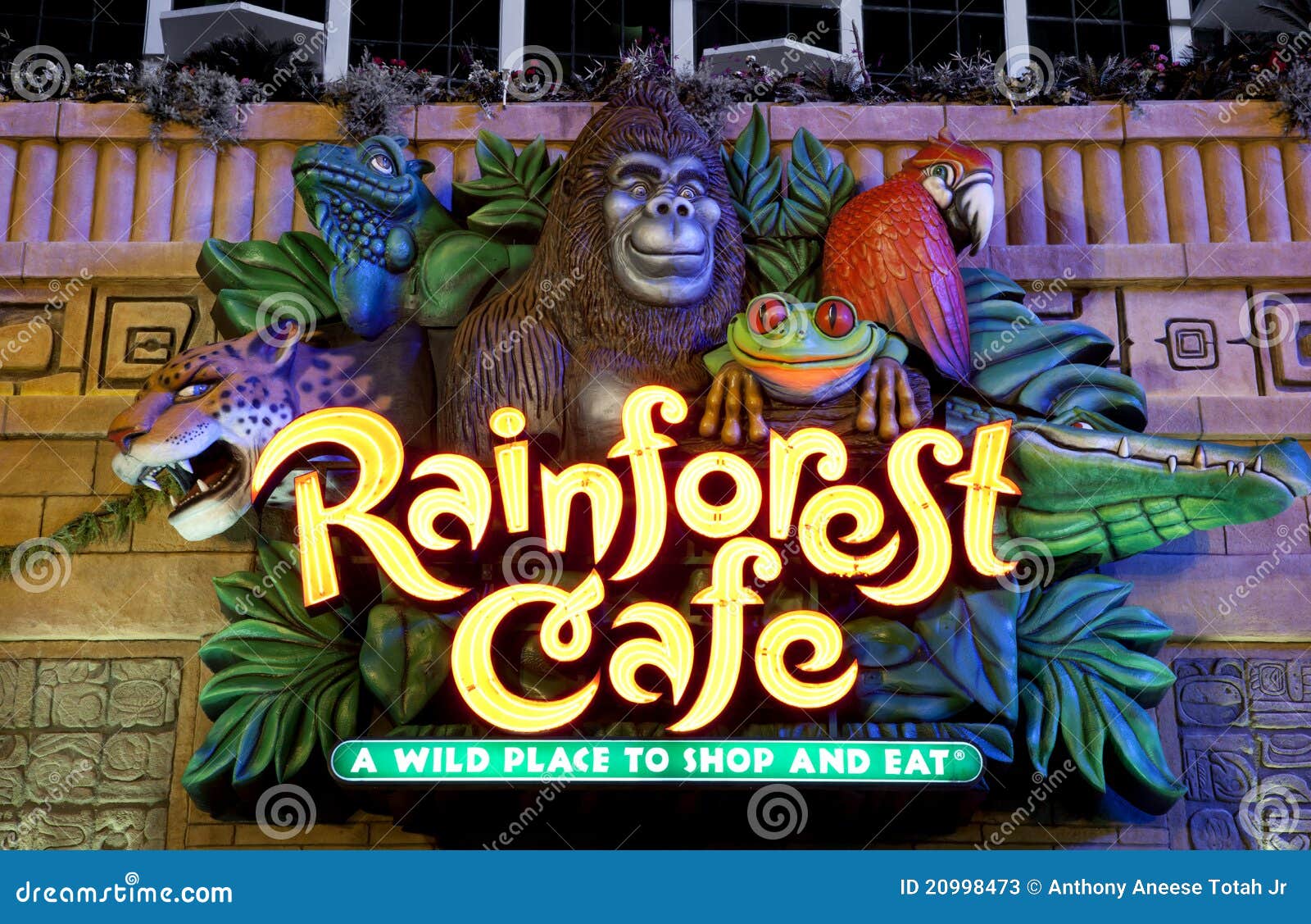 Rainforest Cafe Sign At Night At Animal Kingdom Editorial Image ...