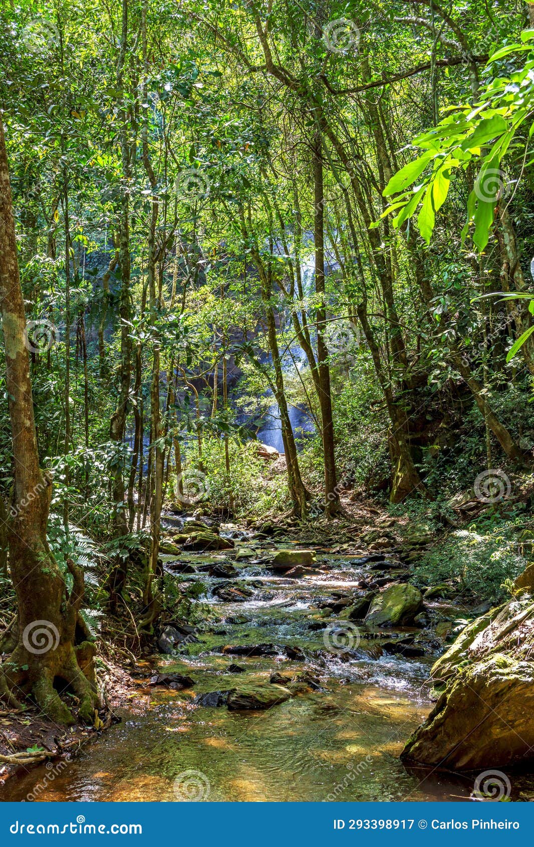 Rainforest and calm river stock image. Image of environment - 293398917