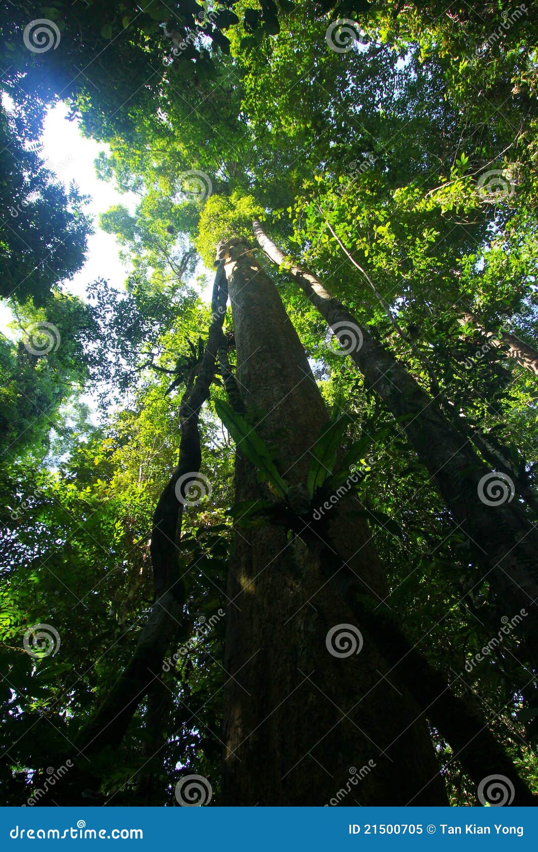 Rainforest canopy stock image. Image of forest, tawau - 21500705