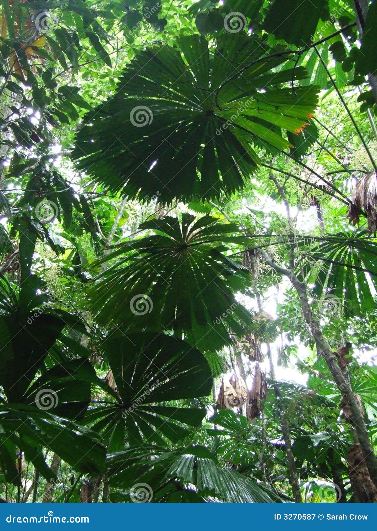 Rainforest Canopy stock image. Image of forest, tree, green - 3270587