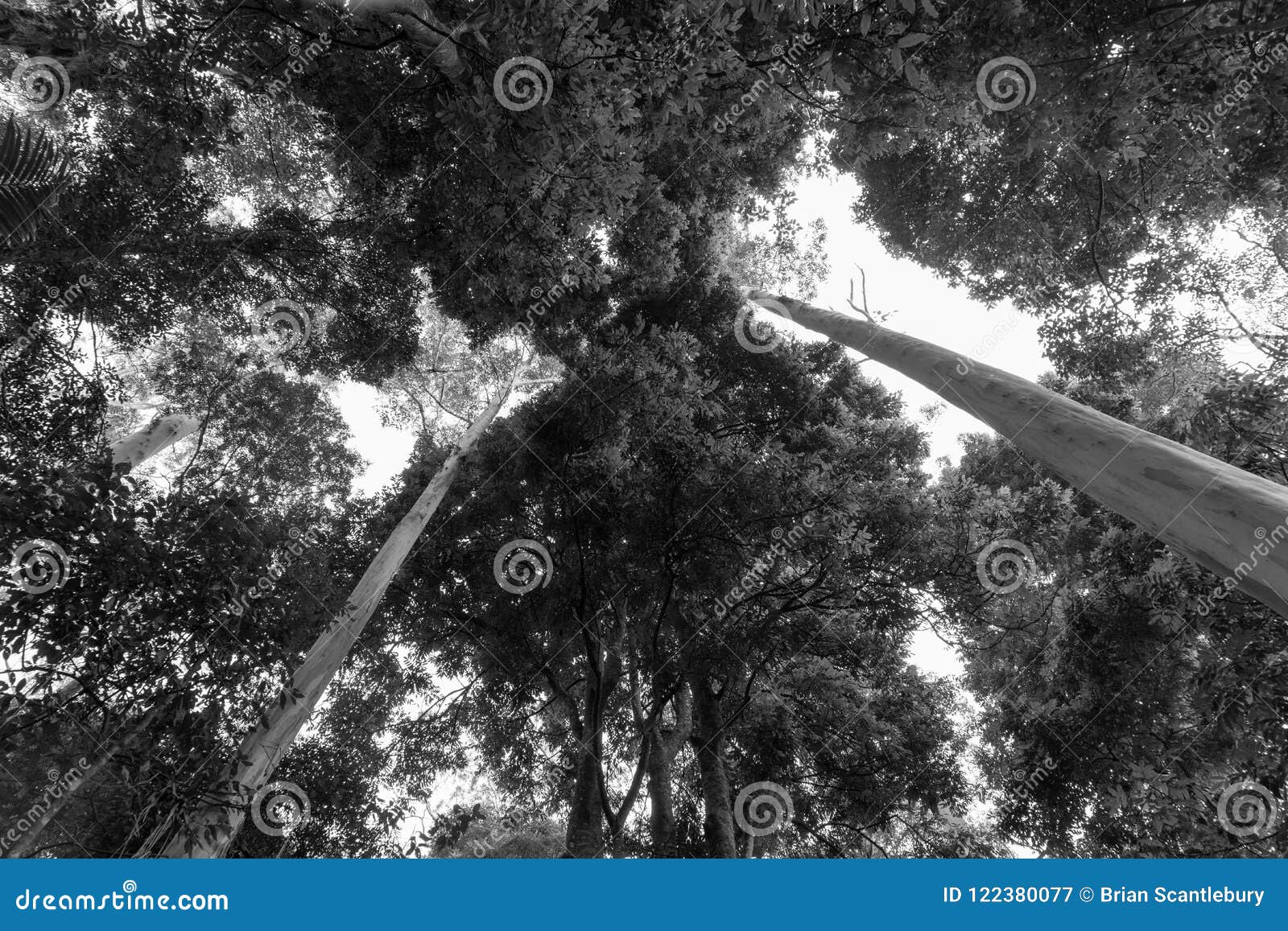 Rainforest Canopy Above Converging Lines of Eucalyptus Tree Trunks ...