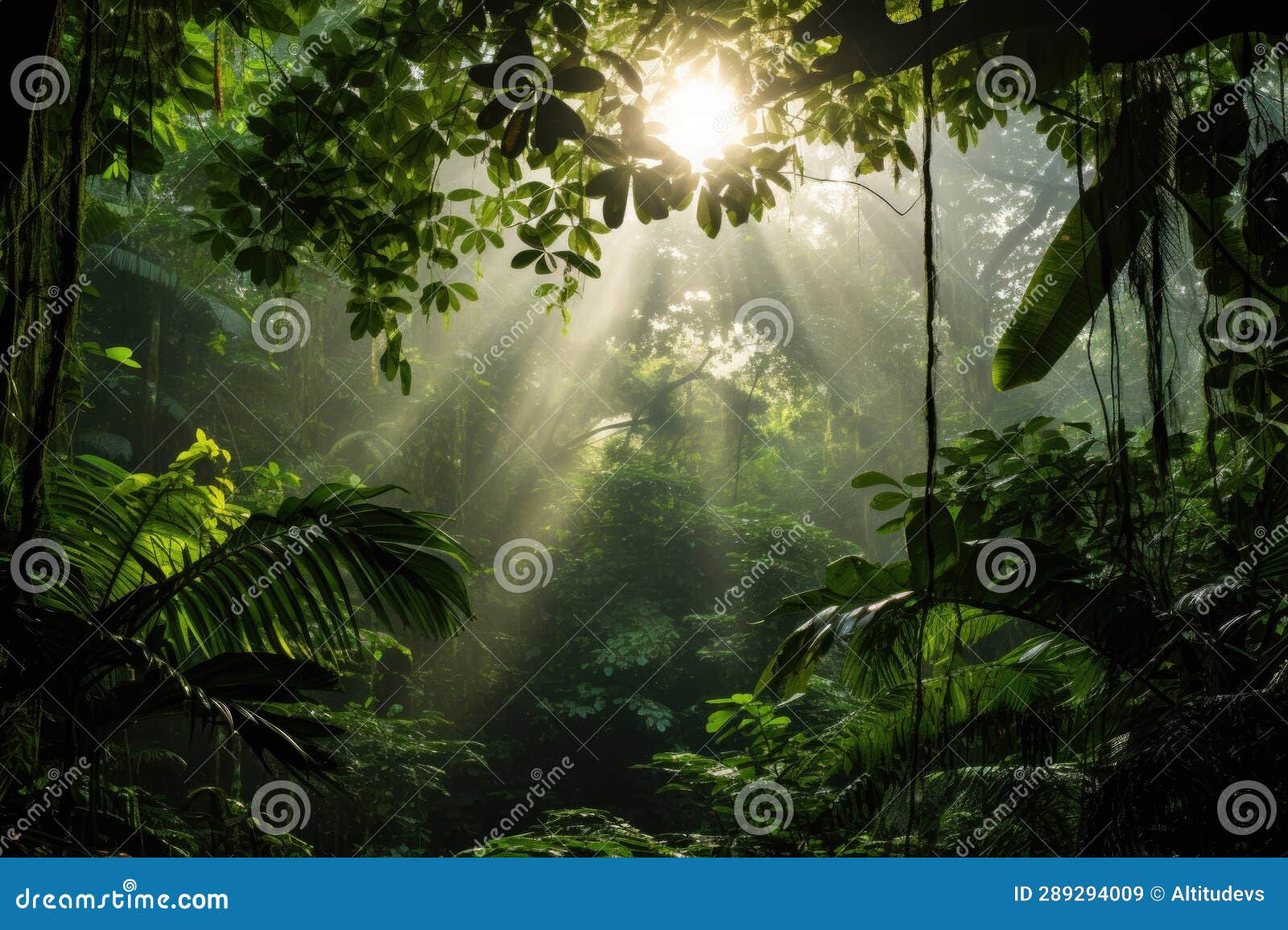 Rainforest Canopy with Morning Sunlight Filtering through Stock Image ...