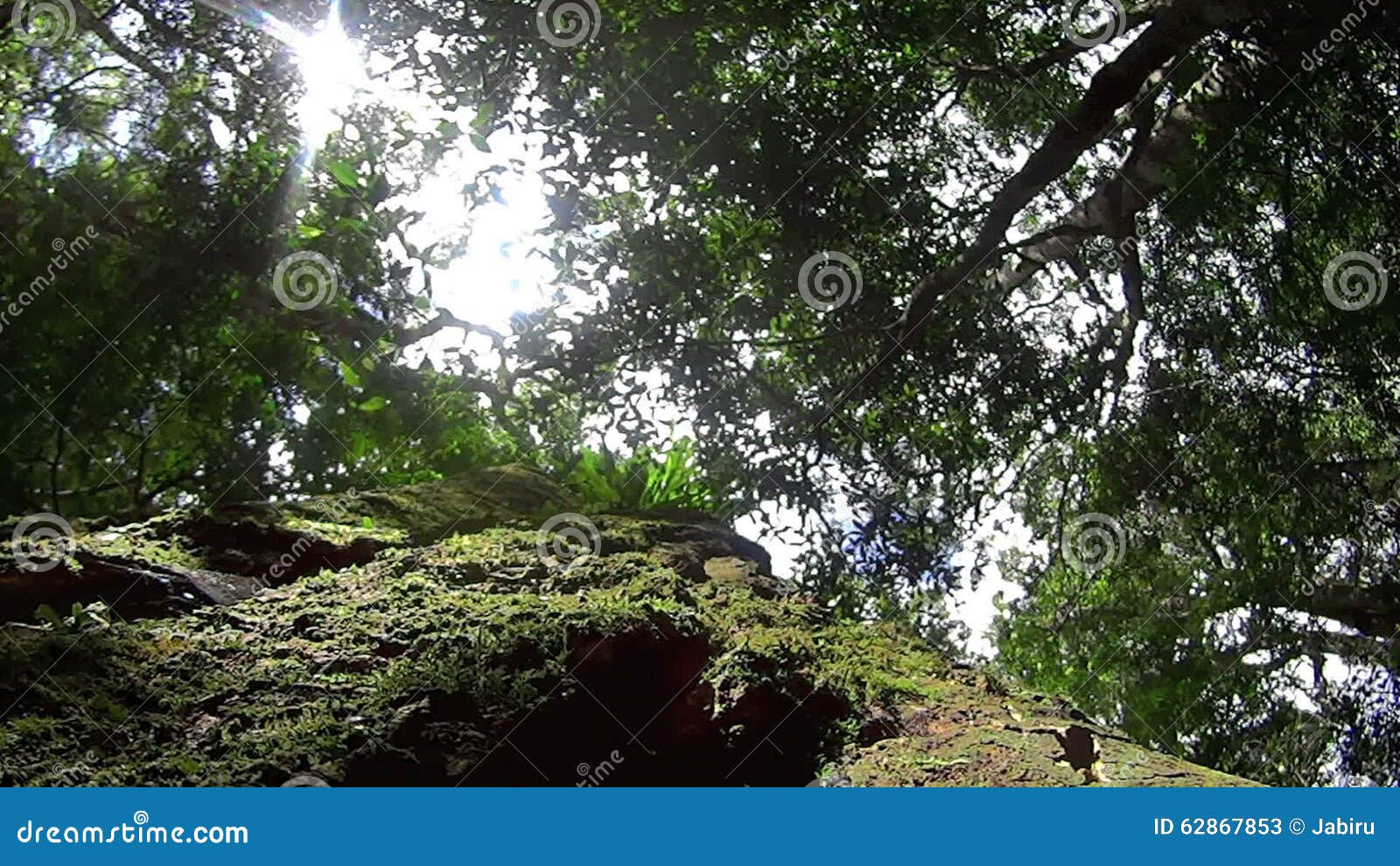 Rainforest Stock Footage & Videos - 54,892 Stock Videos