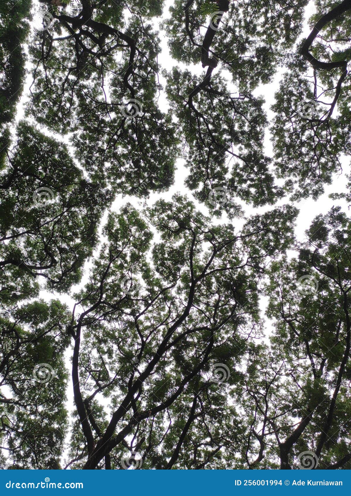 Rainforest Canopy from Samanea Saman Trees Stock Photo - Image of ...