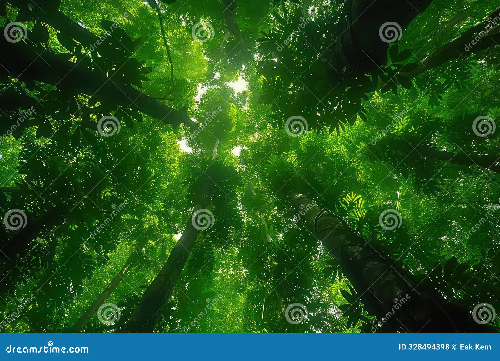 Rainforest Canopy a View from Below, Exploring the Biodiversity and ...
