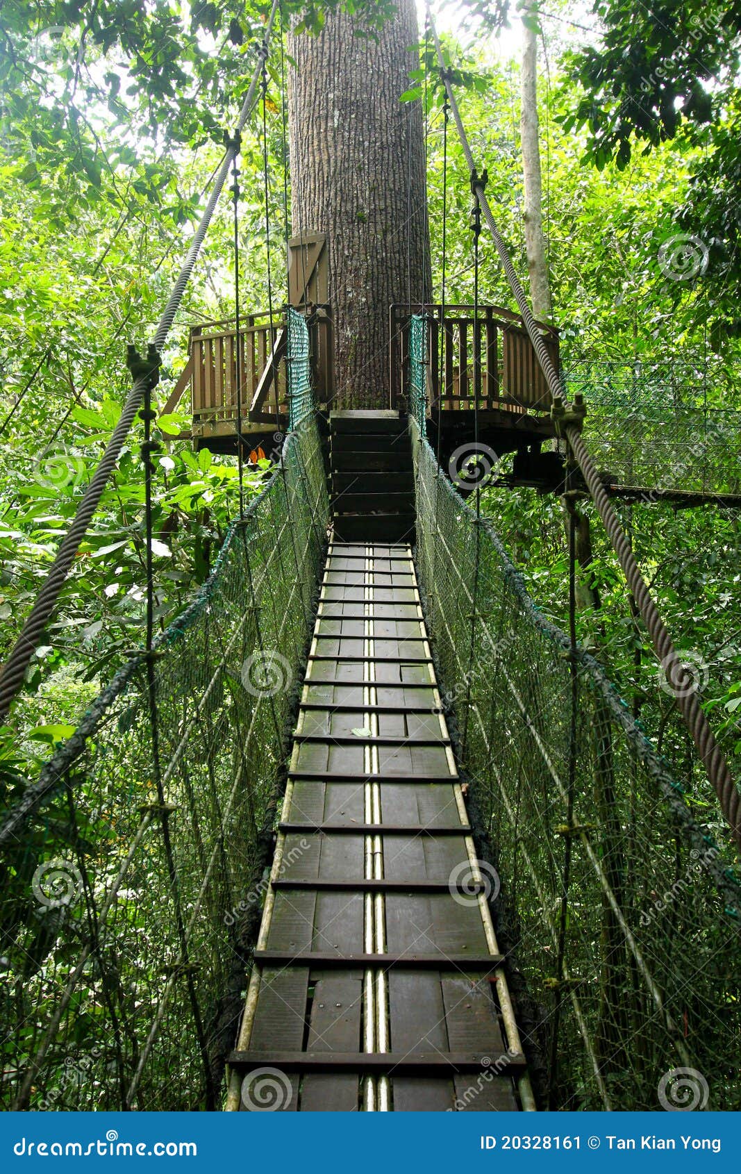 Rainforest canopy walk stock image. Image of malaysia - 20328161
