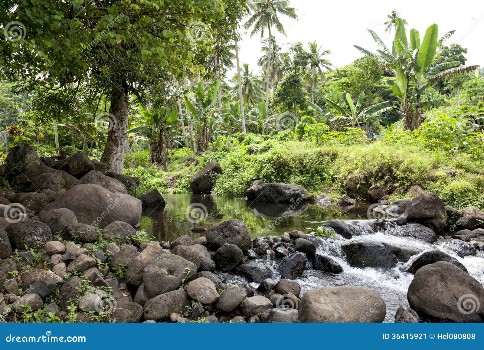 Rainforest on Cook Islands stock image. Image of light - 36415921