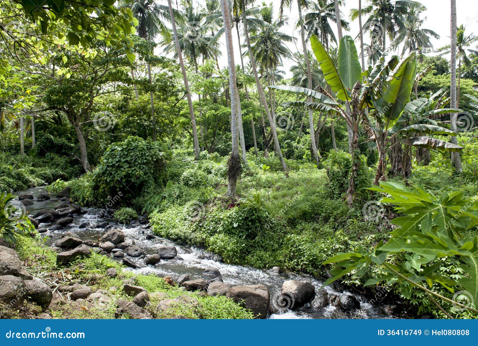 Rainforest on Cook Islands stock image. Image of plants - 36416749