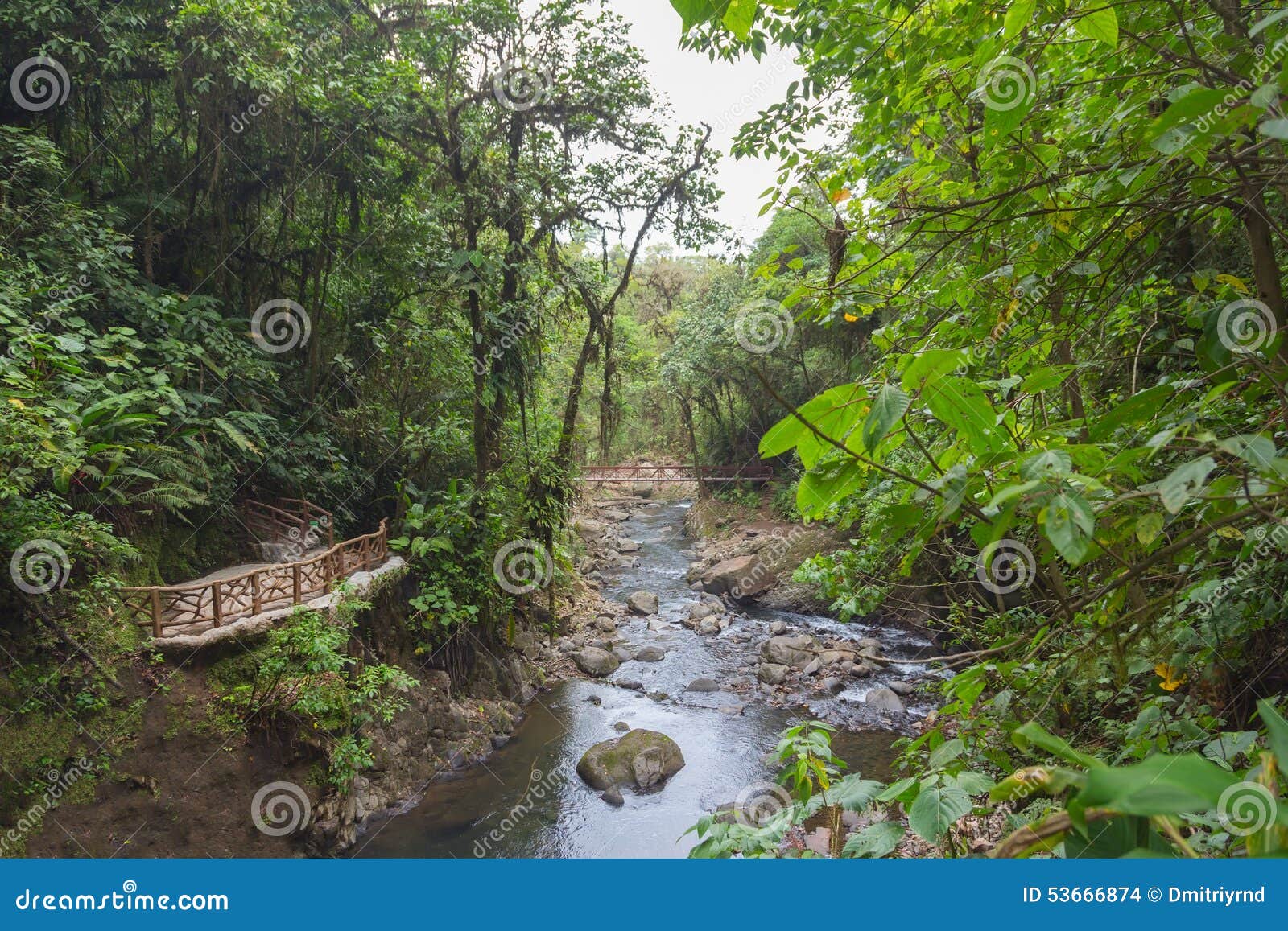 Rainforest in Costa Rica stock photo. Image of observation - 53666874