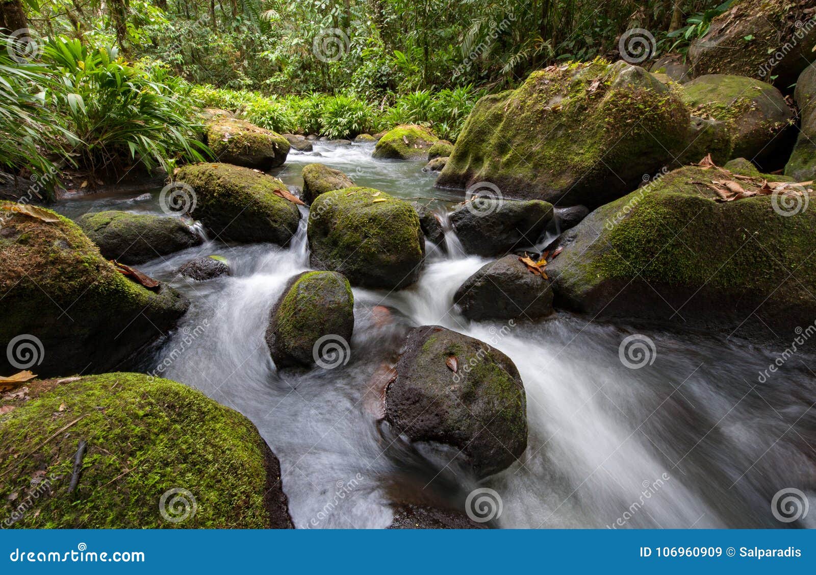Rainforest in Costa Rica stock image. Image of tropical - 106960909