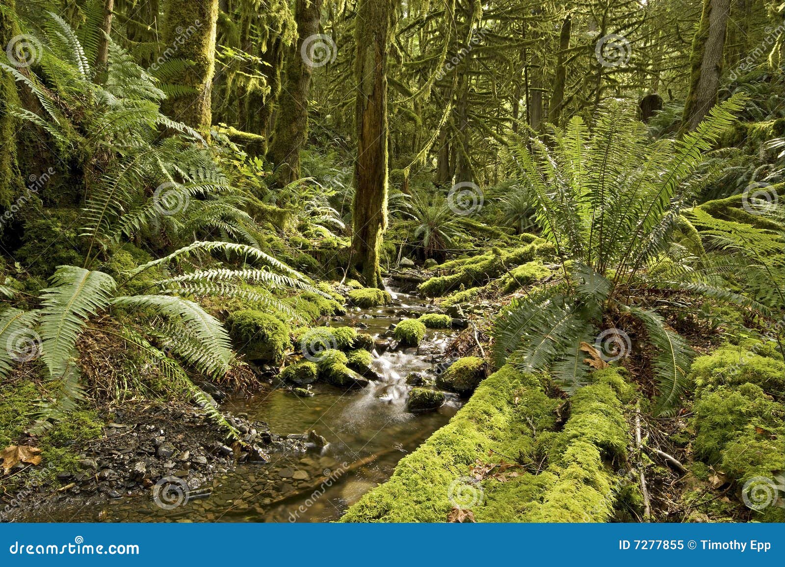 Rainforest Creek stock image. Image of lush, rainforest - 7277855