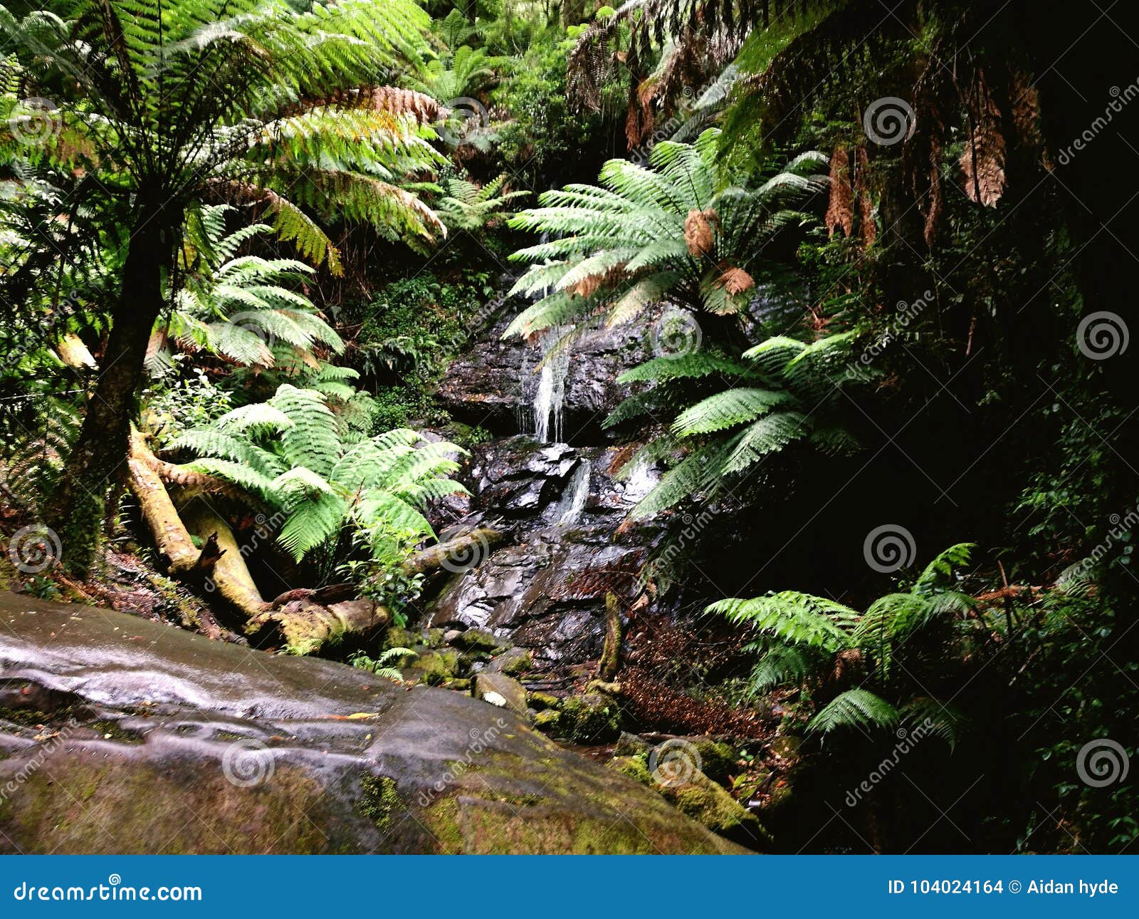 Rainforest creek stock photo. Image of forest, creek - 104024164
