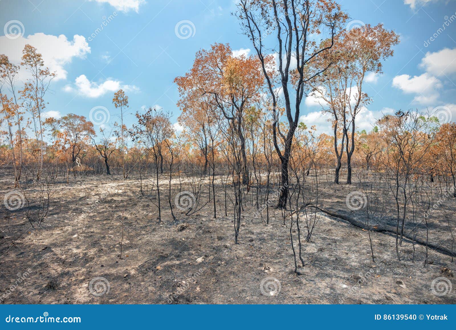 Rainforest stock photo. Image of natural, conservation - 86139540