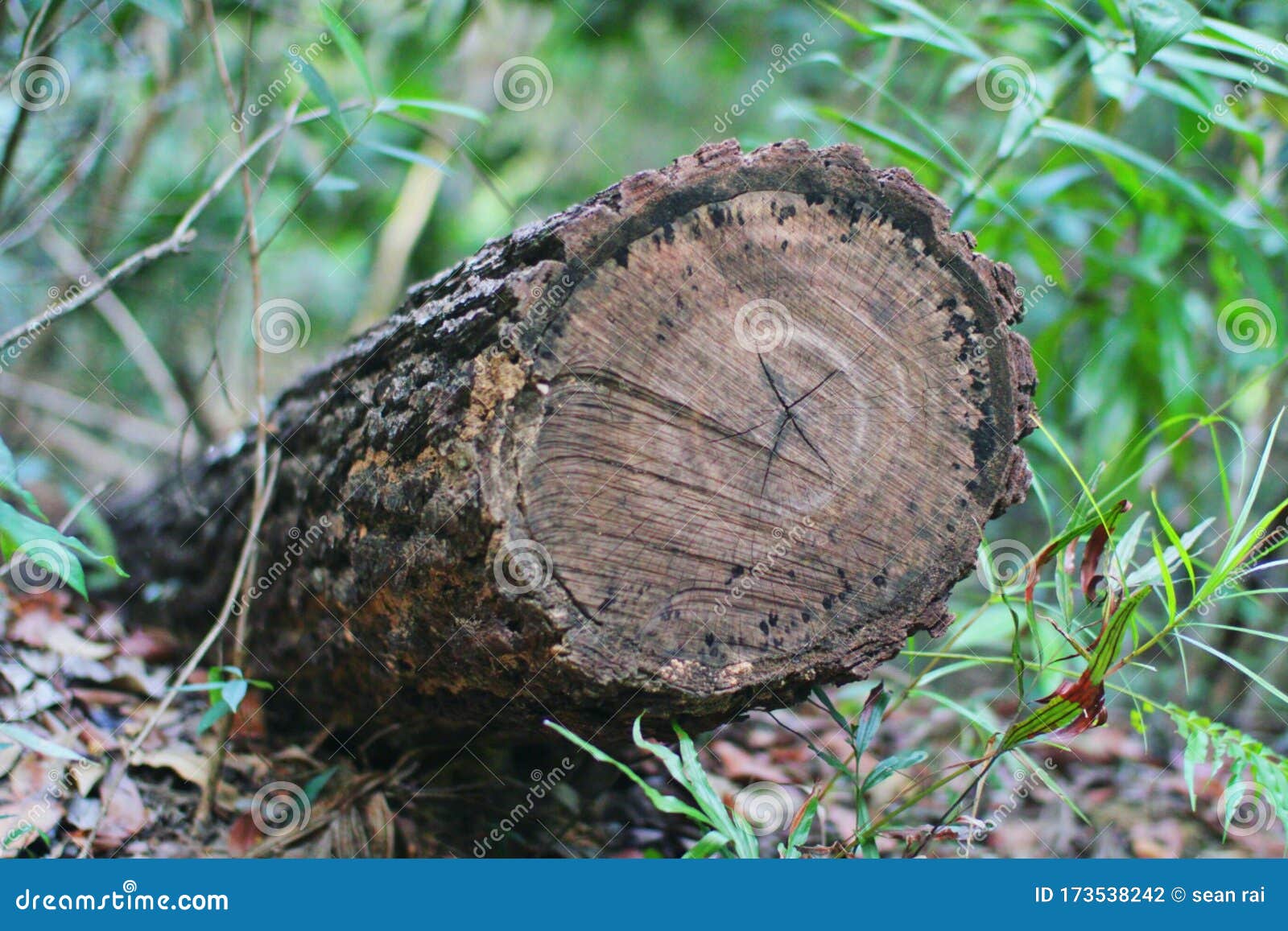Rainforest stock photo. Image of green, jungle, trees - 173538242