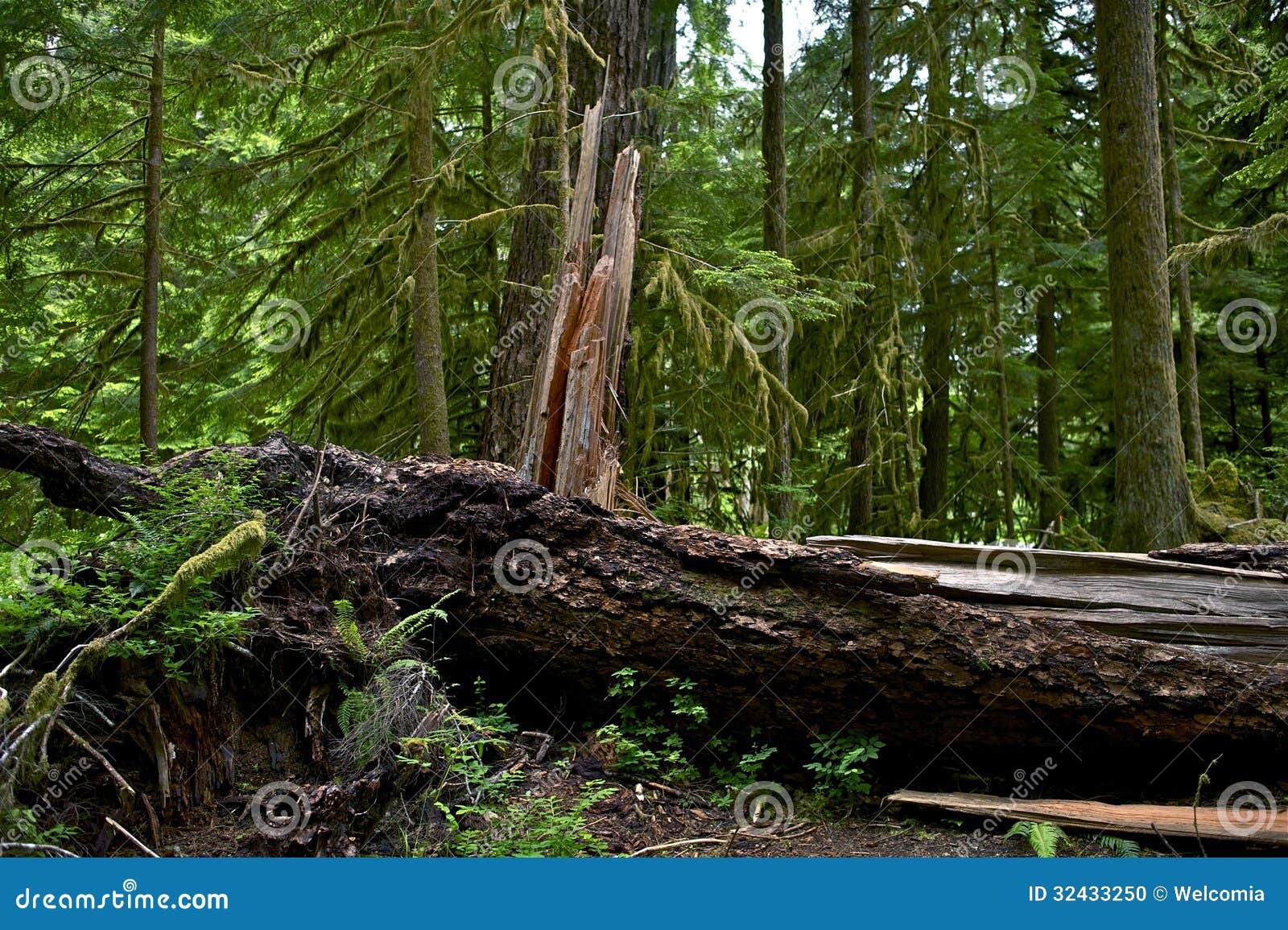 Rainforest Damaged Tree stock photo. Image of specie - 32433250