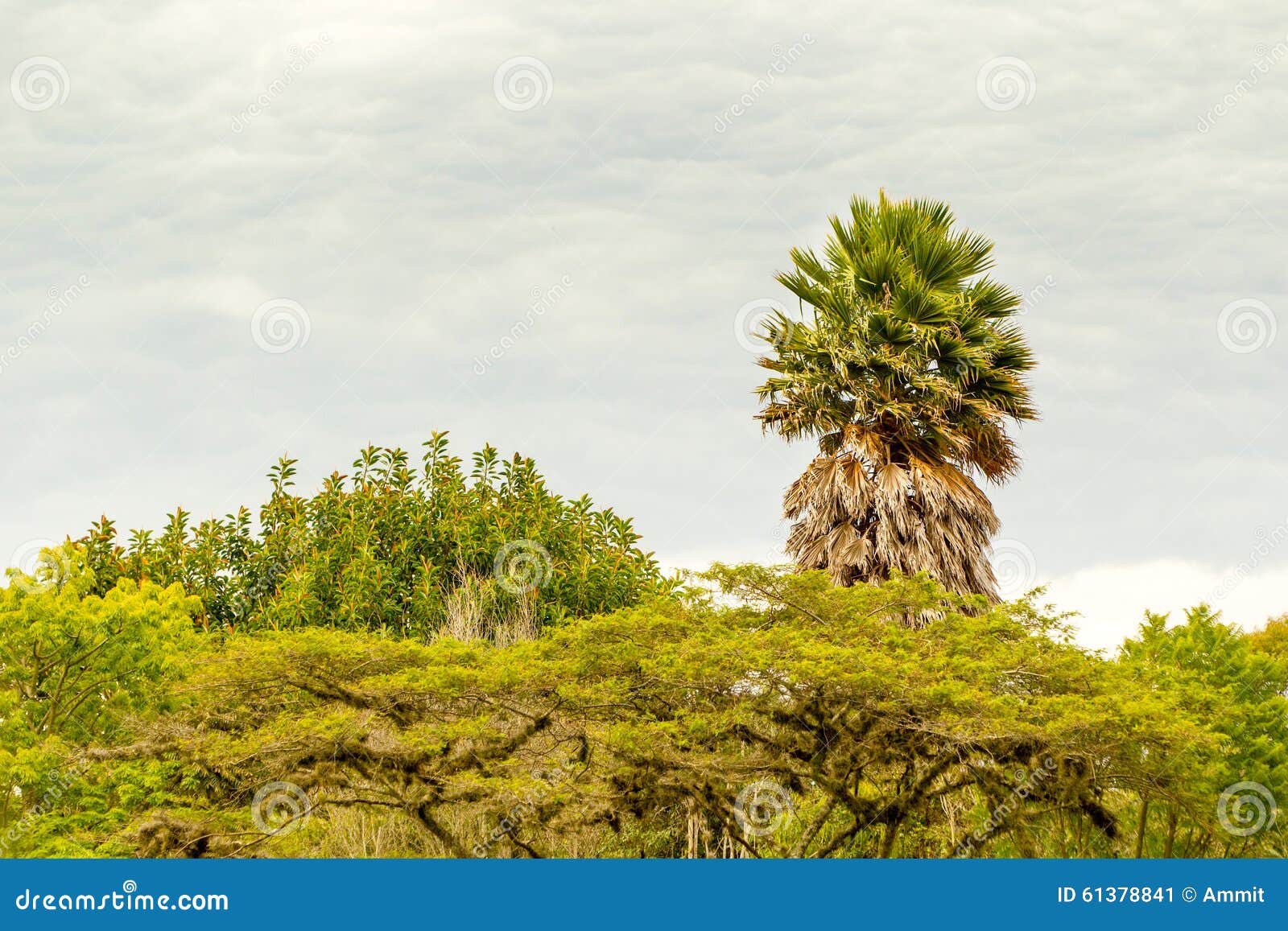 Rainforest Dense Vegetation Stock Image - Image of green, andes: 61378841