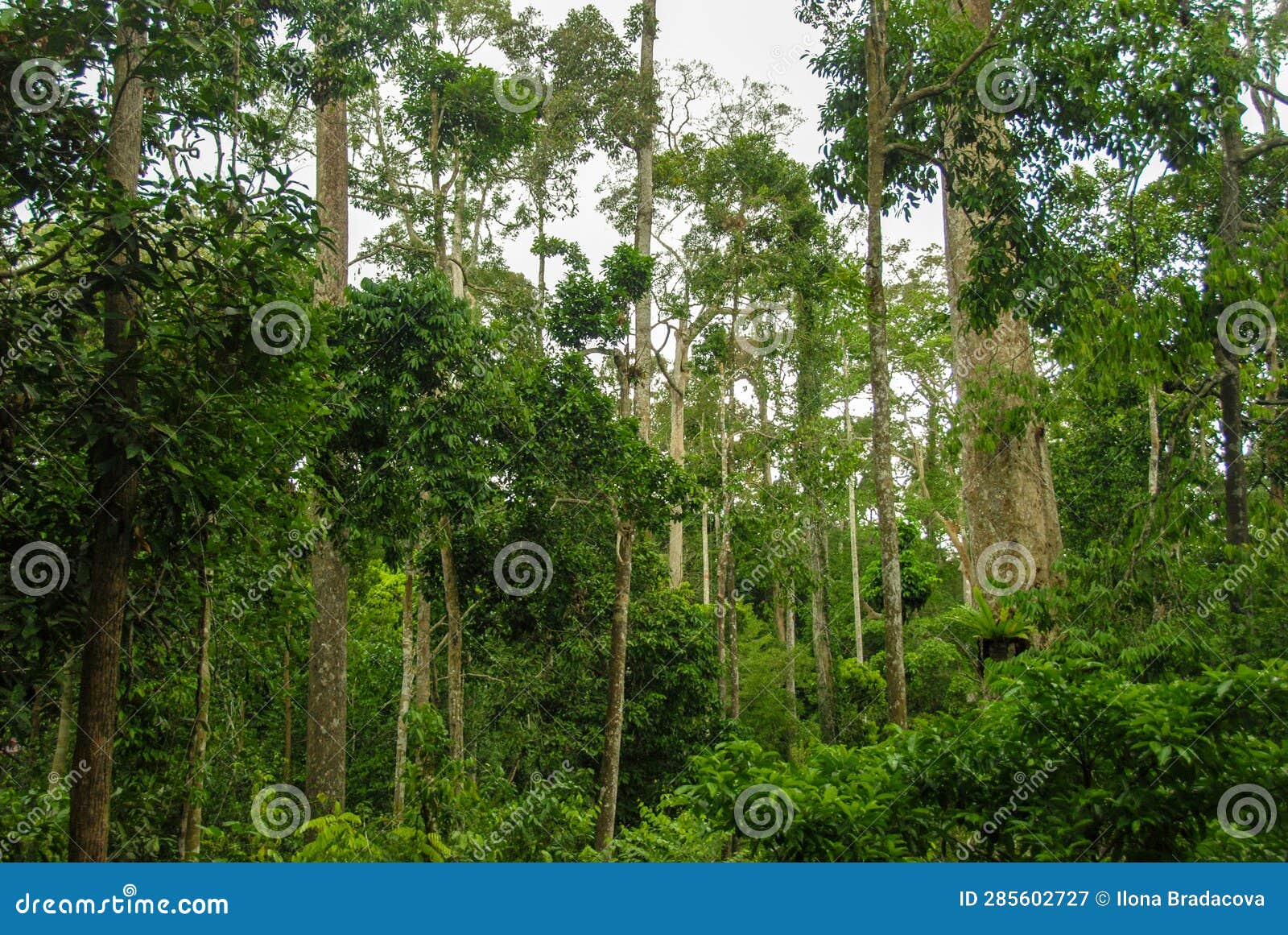 Rainforest Discovery Center in Malaysia Stock Image - Image of natural ...