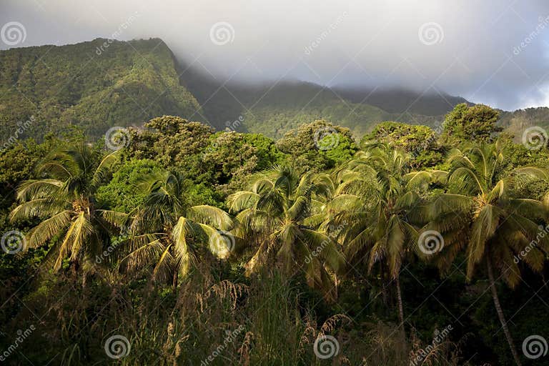 Rainforest, Dominica stock image. Image of growth, dense - 18103405