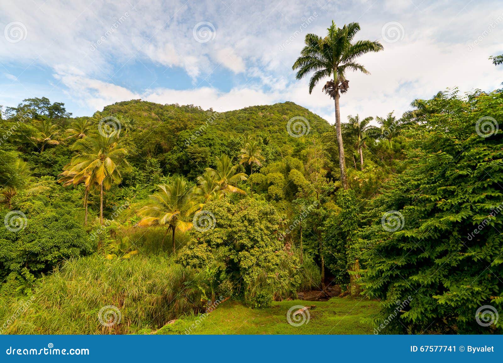 Rainforest, Dominica stock image. Image of growth, extreme - 67577741
