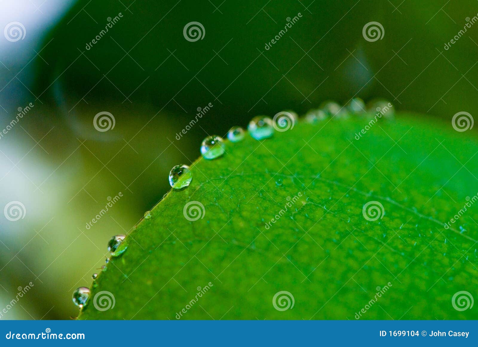 Rainforest Drops #2 stock photo. Image of morning, beautiful - 1699104