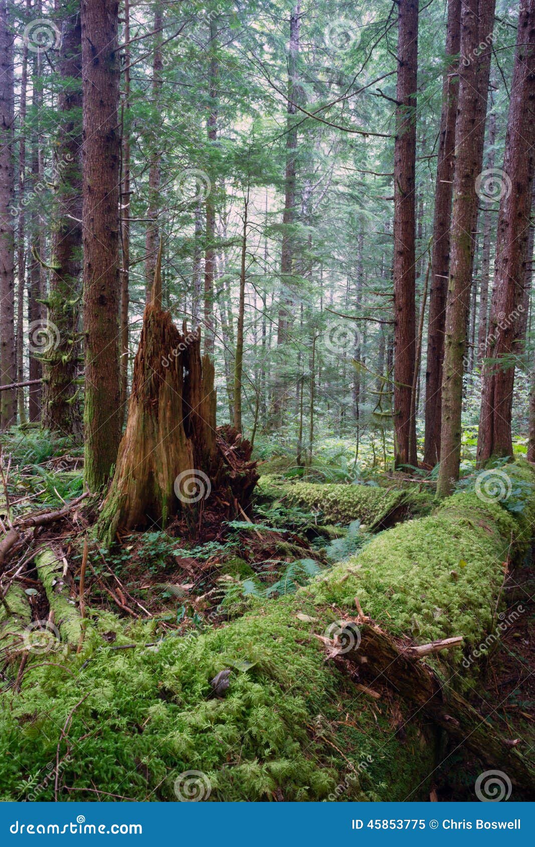 Fallen Logs Have New Shoots On A River Beach Royalty-Free Stock ...