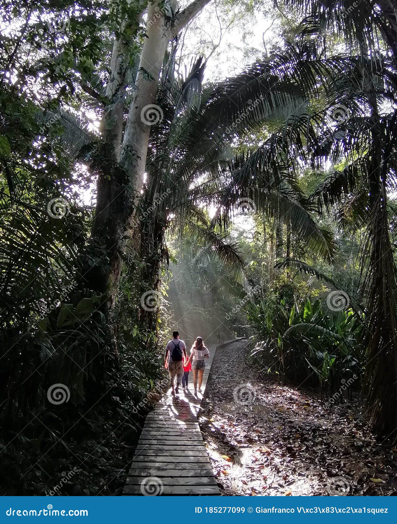 Rainforest in family stock image. Image of wilderness - 185277099