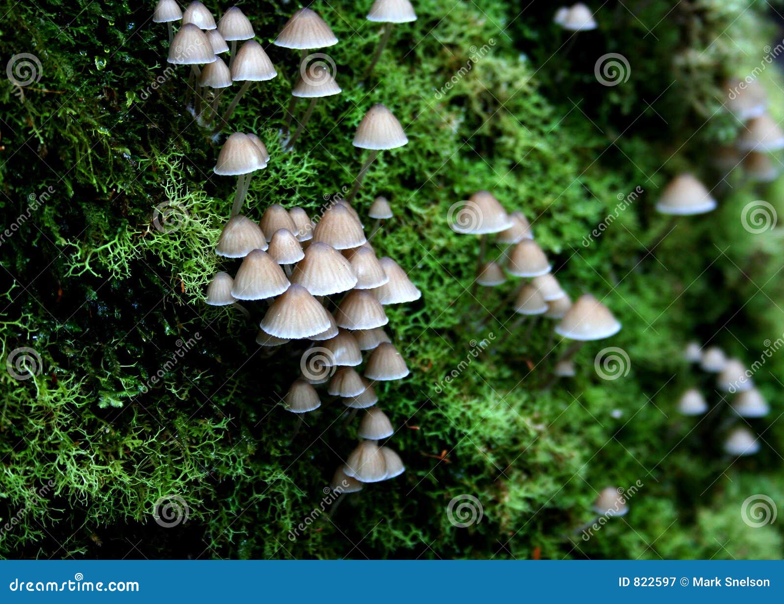 Rainforest Fungi stock image. Image of field, moss, autumn - 822597