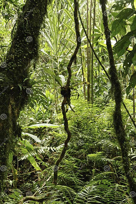 Rainforest Green Tropical Amazon Jungle Background Stock Image - Image ...