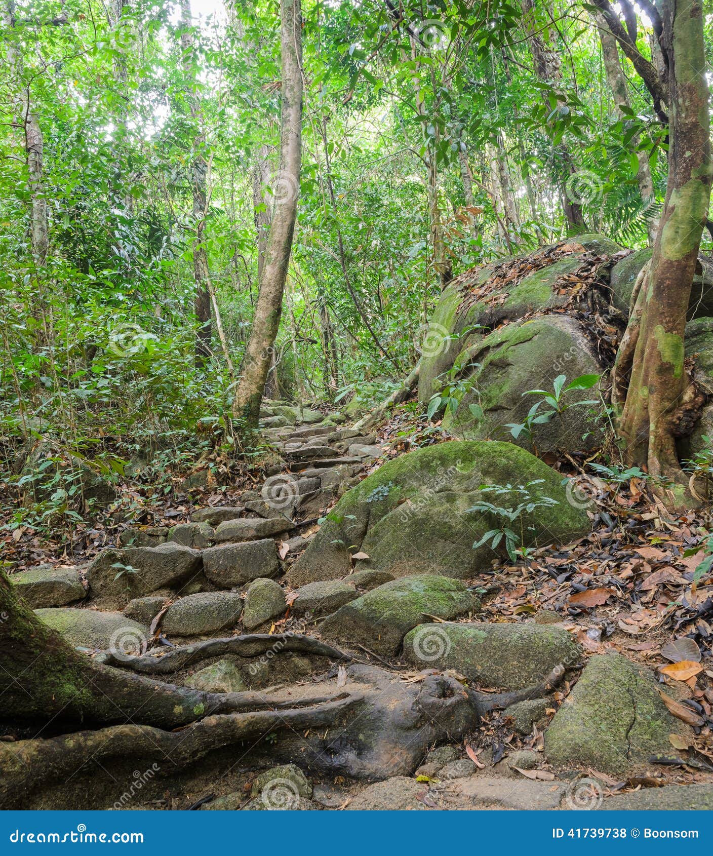 Rainforest hiking trail stock photo. Image of tropical - 41739738