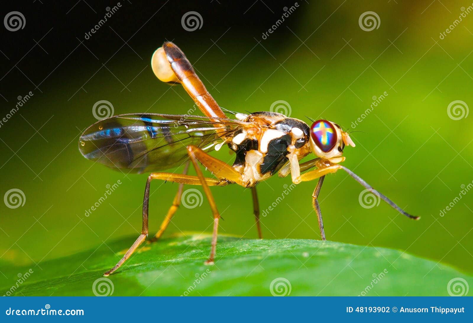 Rainforest insect stock photo. Image of rainforest, macro - 48193902