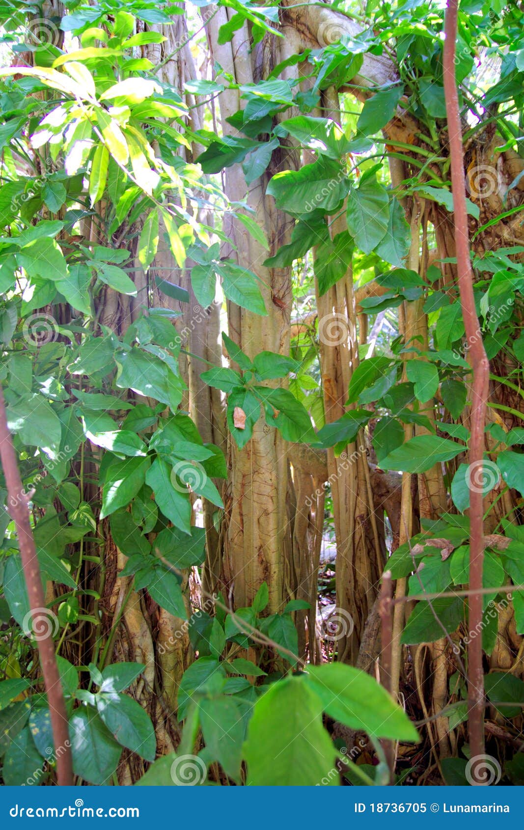 Rainforest Jungle Destroyed To Make Way For Oil Palm And Rubber Tree ...