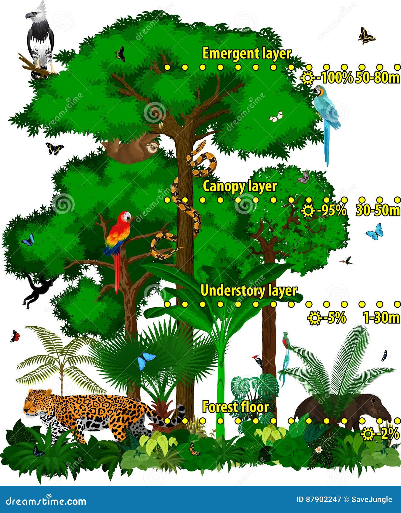 Rainforest Jungle Layers Vector Illustration. Vector Green Tropical ... Rainforest Jungle Layers Vector Illustration. Vector Green Tropical ...