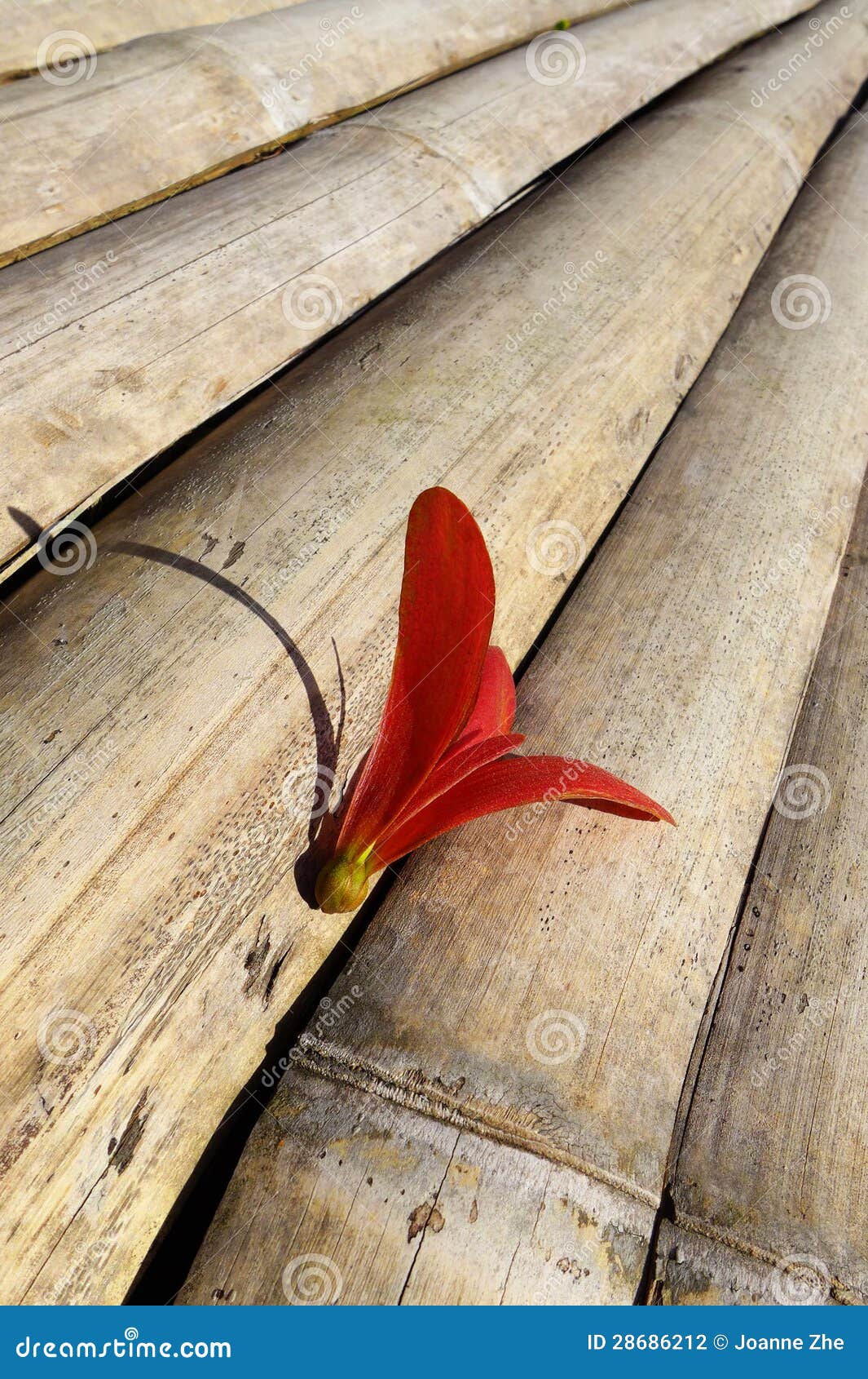 Close up of seed - Seraya stock photo. Image of beautiful - 28686212