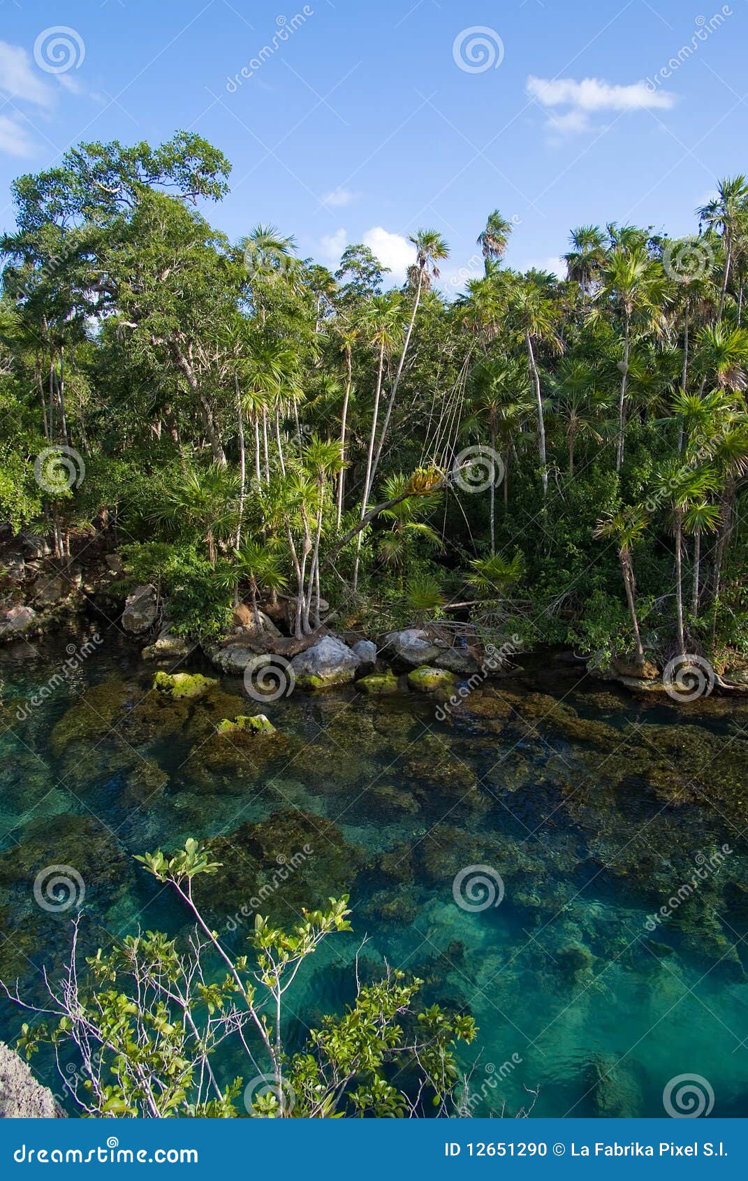 Rainforest lake stock photo. Image of rock, rainforest - 12651290