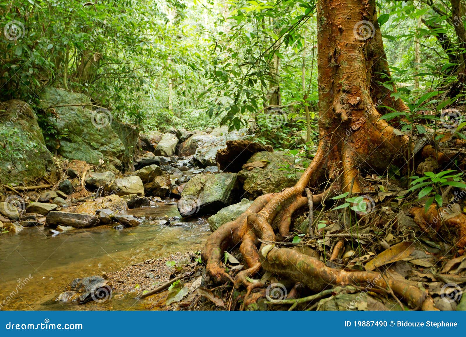 Rainforest landscape stock photo. Image of rock, asia - 19887490