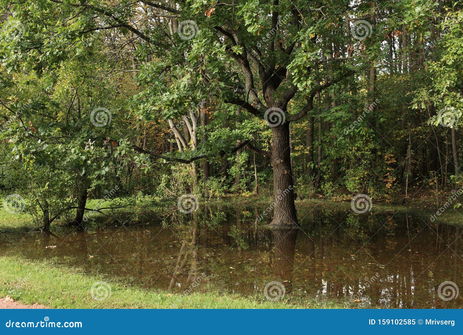 Oak Tree Reflected in the Water Stock Image - Image of adventure ...