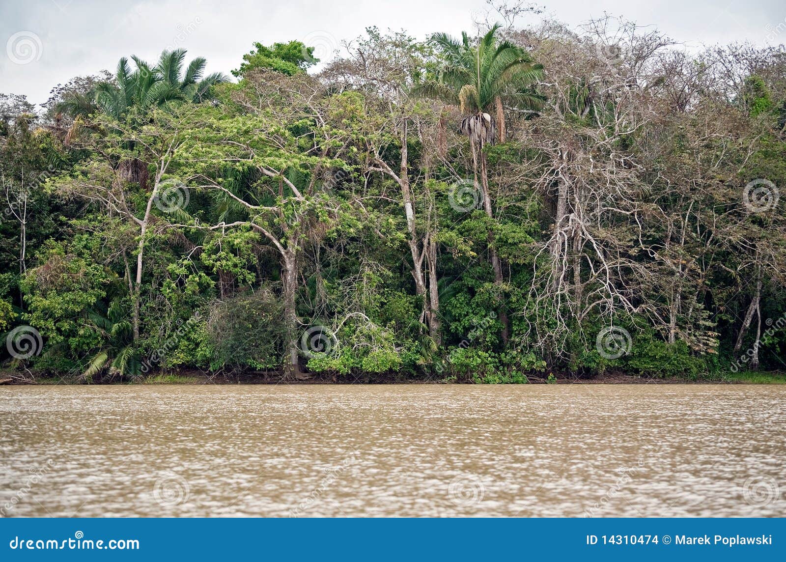 Rainforest Landscape in Panama Stock Photo - Image of light, wildlife ...