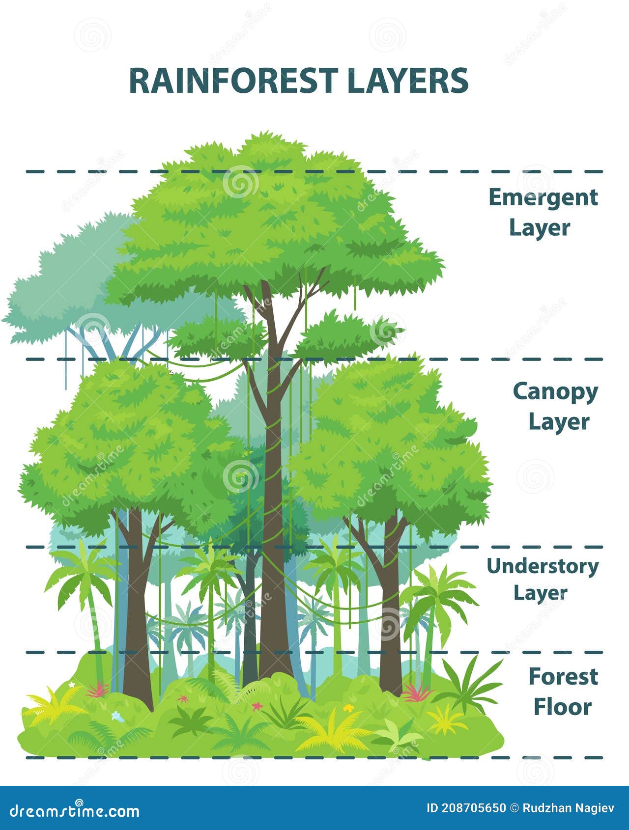 Rainforest Layers Coloring Page Rainforest Layers Coloring Page