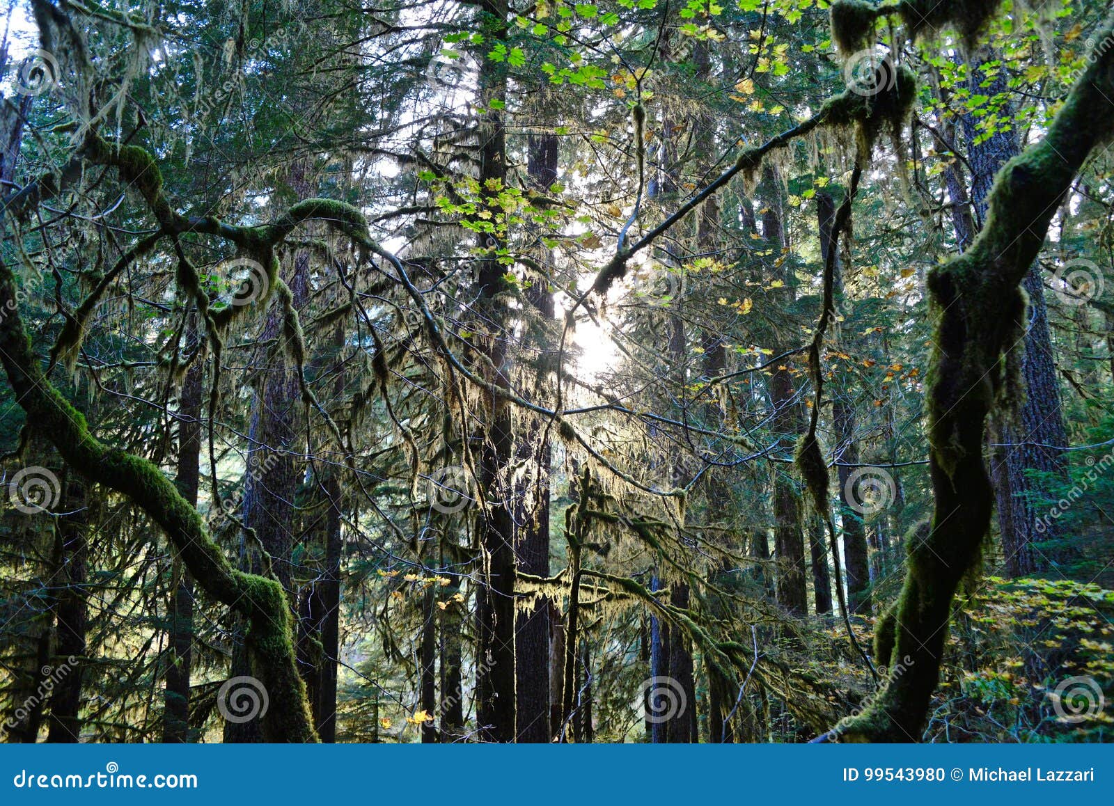 Rainforest Light stock photo. Image of national, season - 99543980