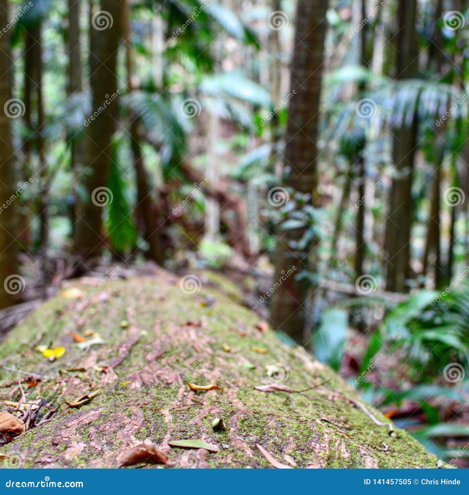 Rainforest log detail stock image. Image of green, sunny - 141457505