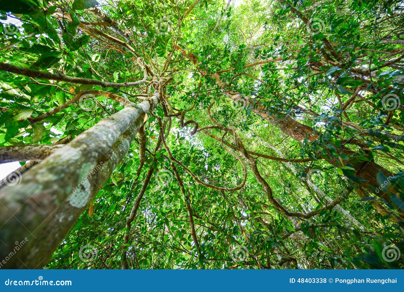 Rainforest stock photo. Image of angle, nature, sustainable - 48403338