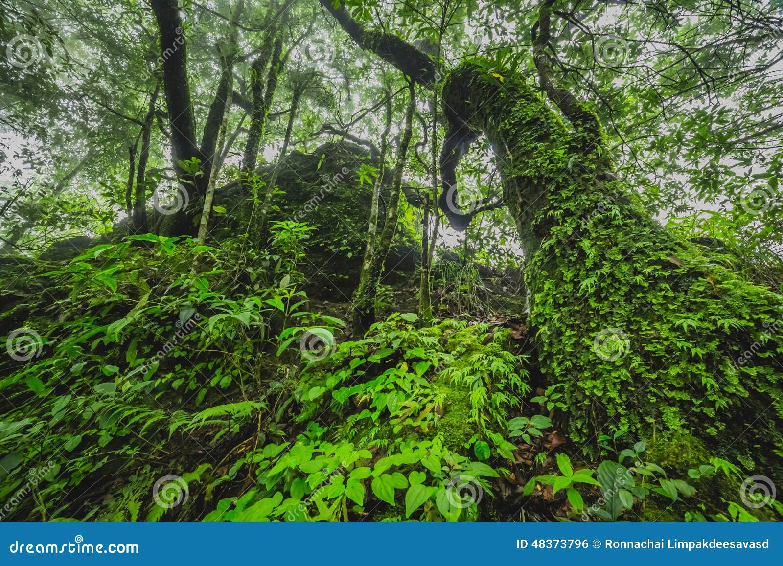 Rainforest stock photo. Image of sunbeam, wilderness - 48373796