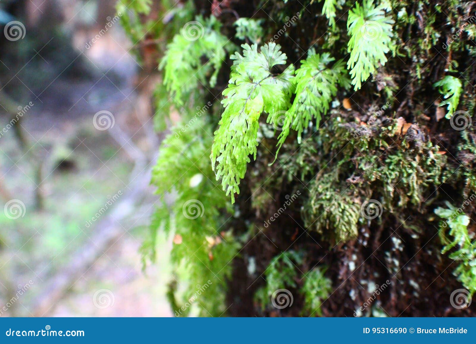 Rainforest Macro. Moss on Tree Stock Photo - Image of macro, rainforest ...