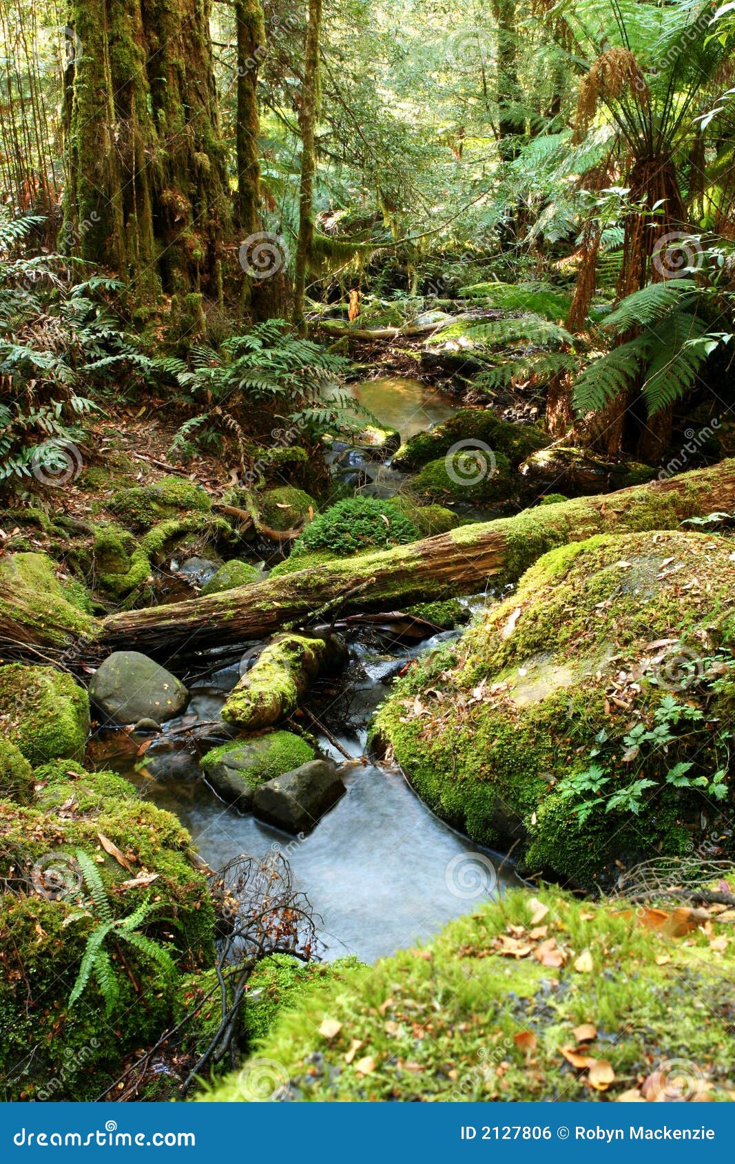 Rainforest Magic stock photo. Image of stream, green, creek - 2127806