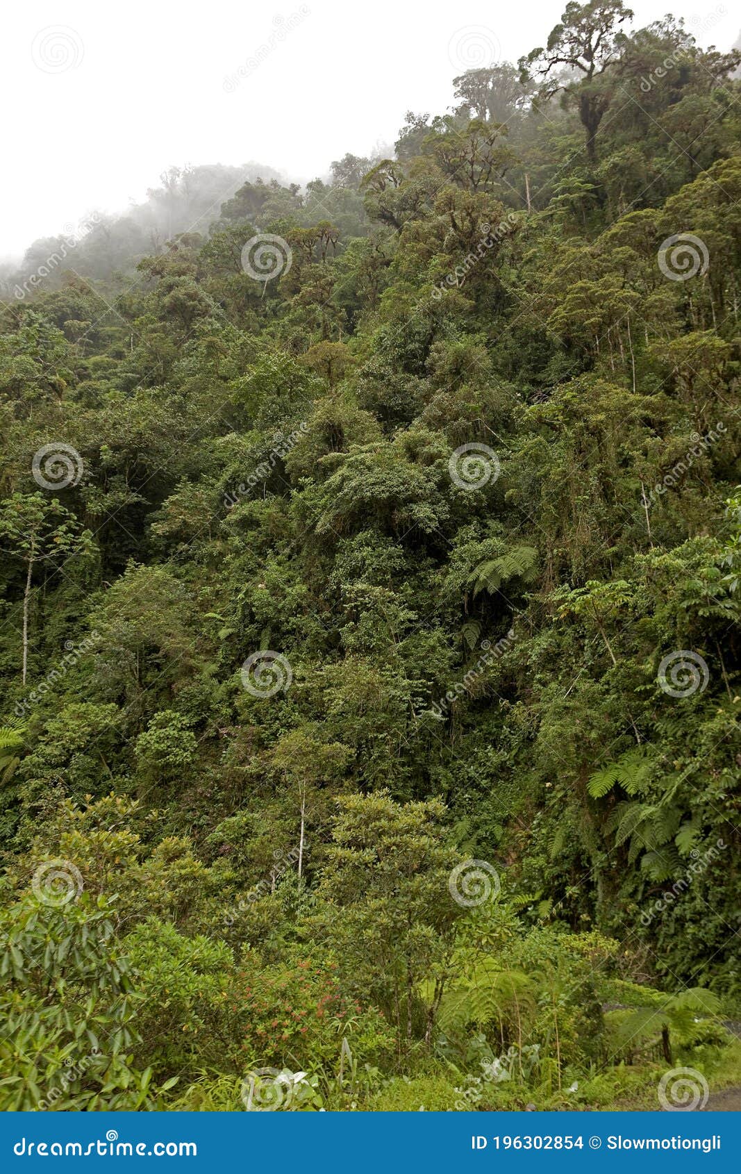 Rainforest in Manu National Park, Peru Stock Photo - Image of america ...