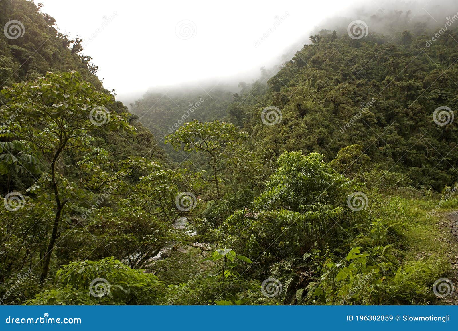 Rainforest in Manu National Park, Peru Stock Image - Image of america ...