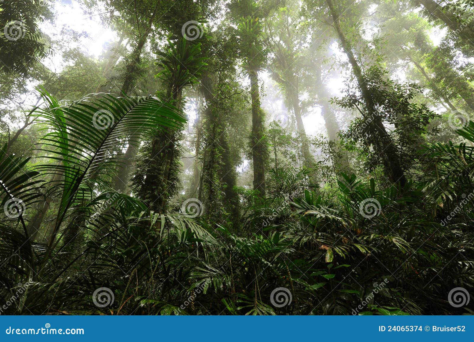 Rainforest mist stock photo. Image of tree, adventure - 24065374