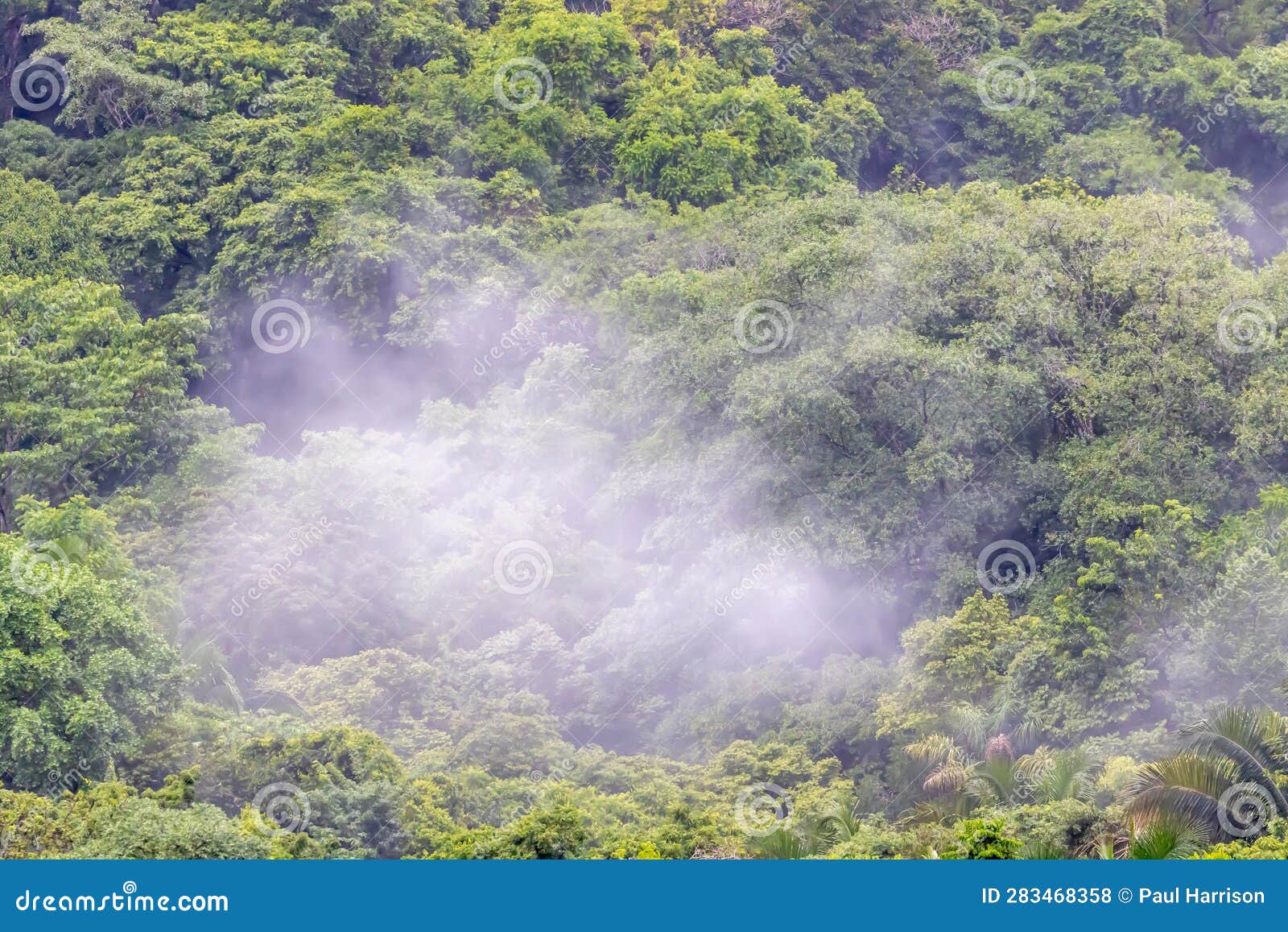 Rainforest Mist in the Trees Stock Photo - Image of manuel, waterfall: 283468358