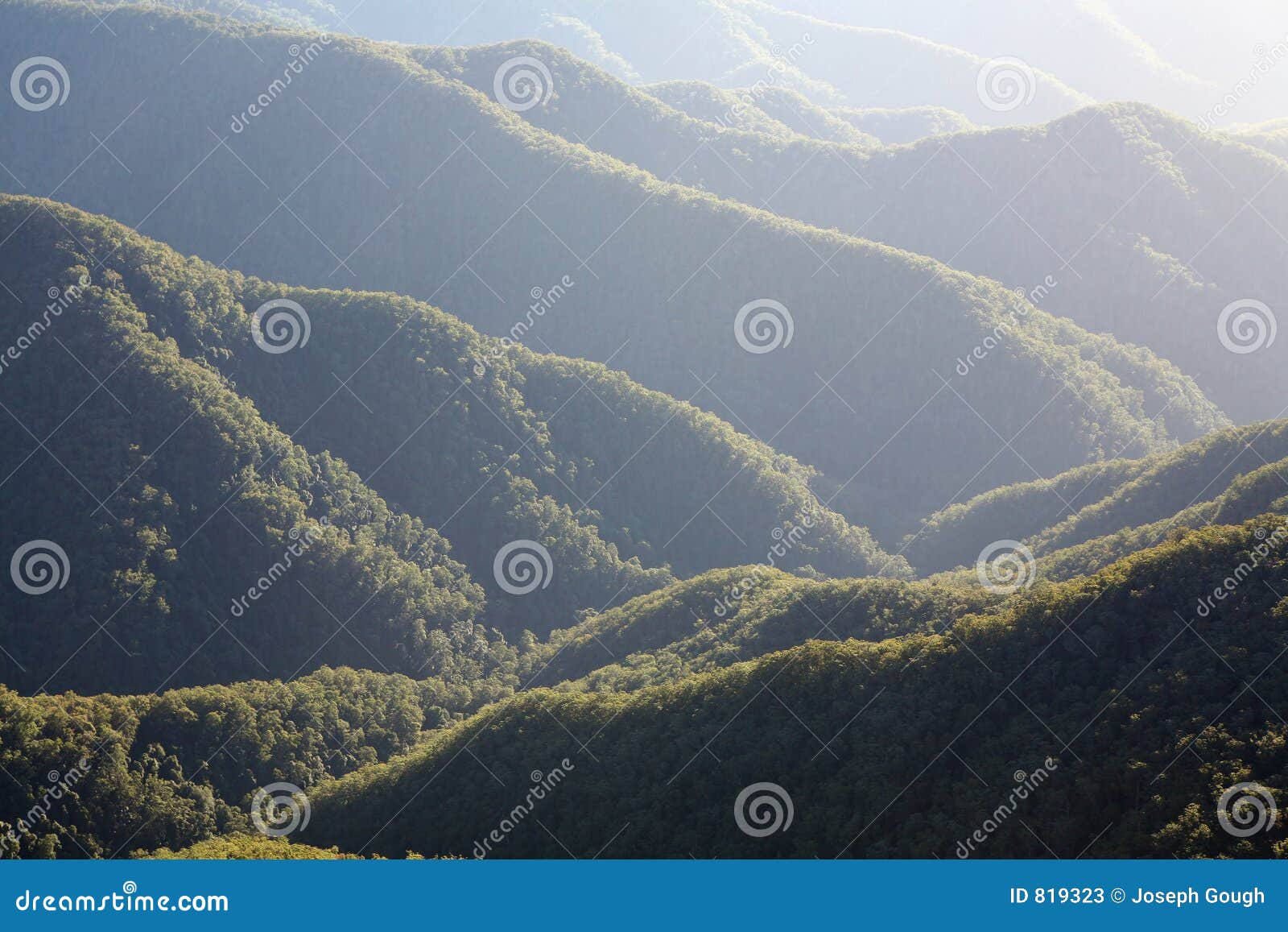 Rainforest Morning stock image. Image of aerial, green - 819323
