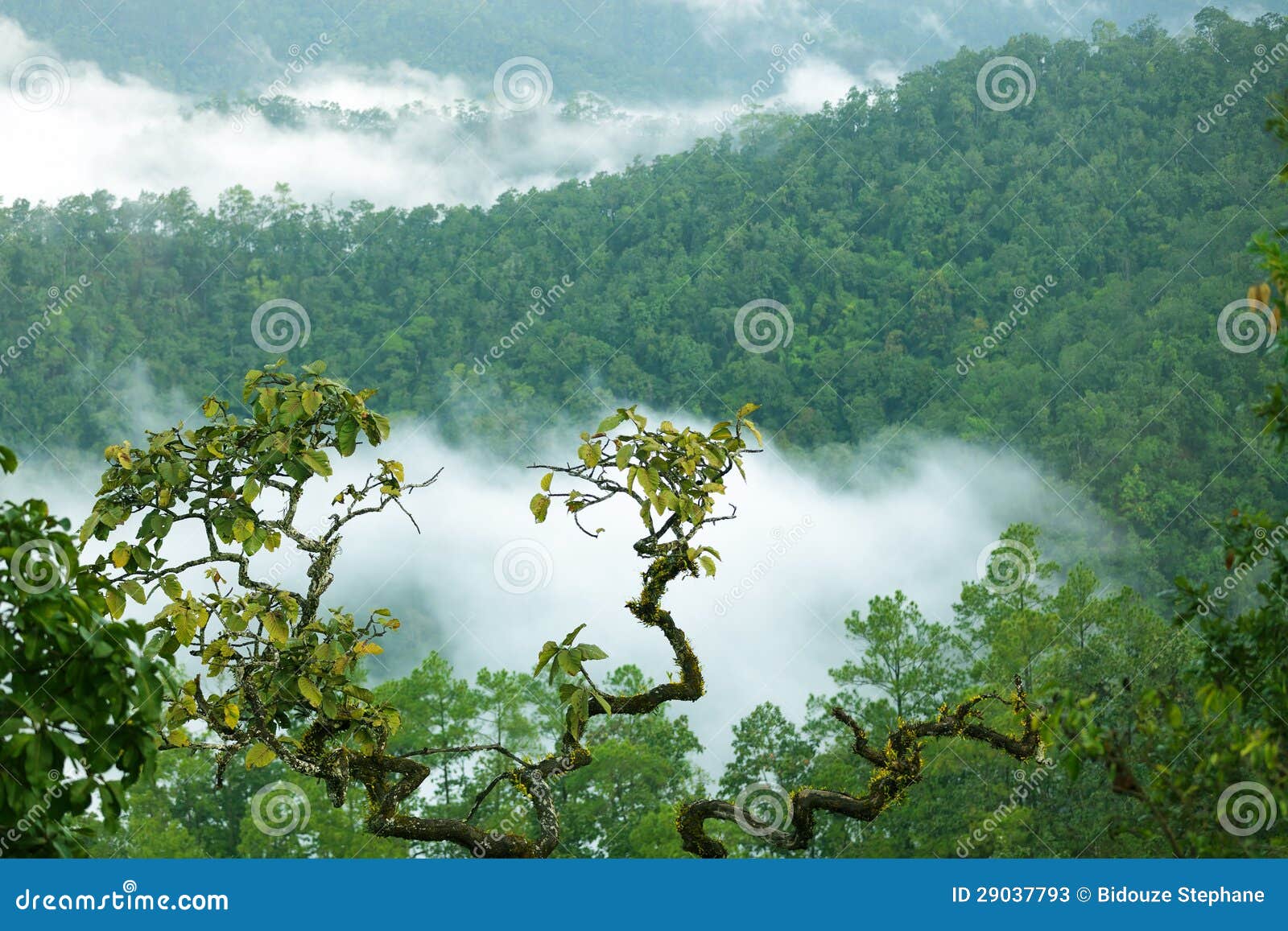 Rainforest morning fog stock image. Image of thailand - 29037793
